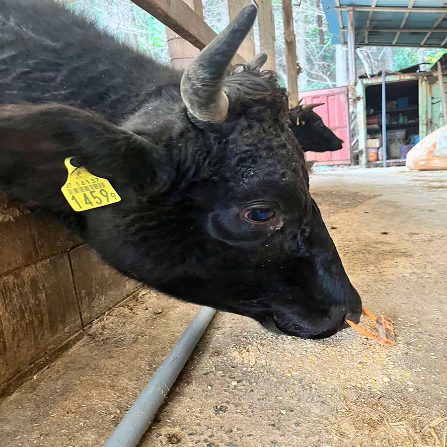 2023-001 FUJIKO (¥2,967 unit price x 300 kilos = ¥890,000 – Wagyu Farms ...